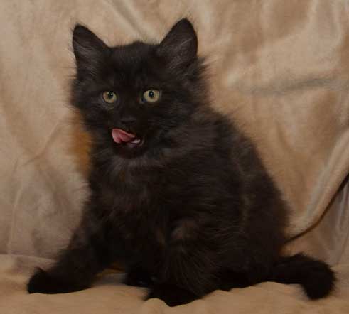 Starskys_intressant fakta katt