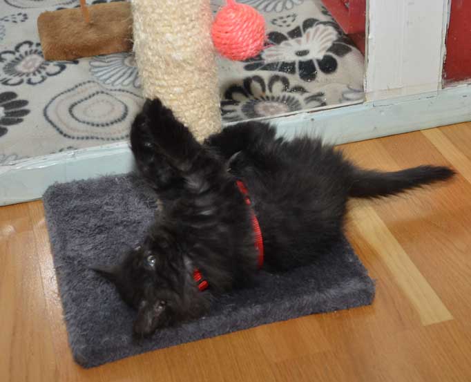 Starskys_intressant fakta katt