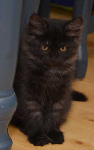 Starskys_intressant fakta katt