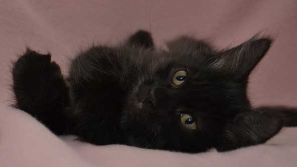 Starskys_intressant fakta katt