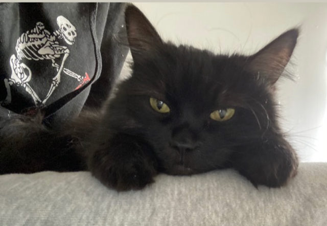 Starskys_intressant fakta katt