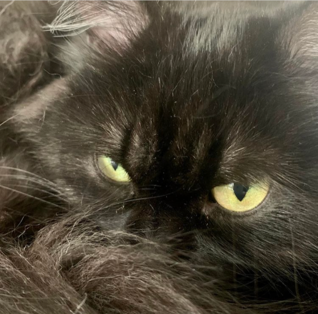 Starskys_intressant fakta katt