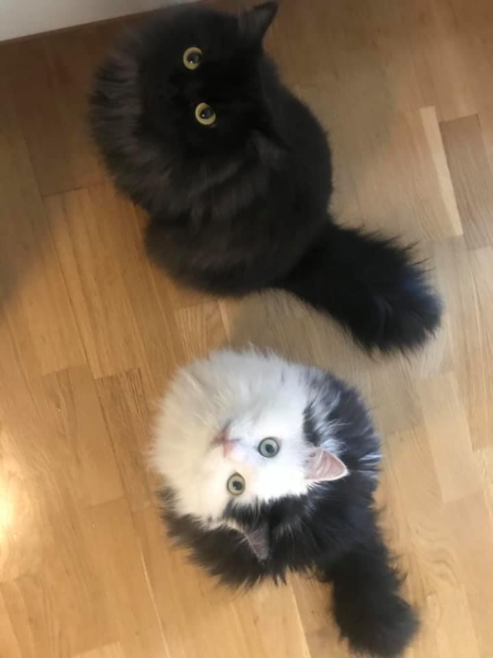 Starskys_intressant fakta katt